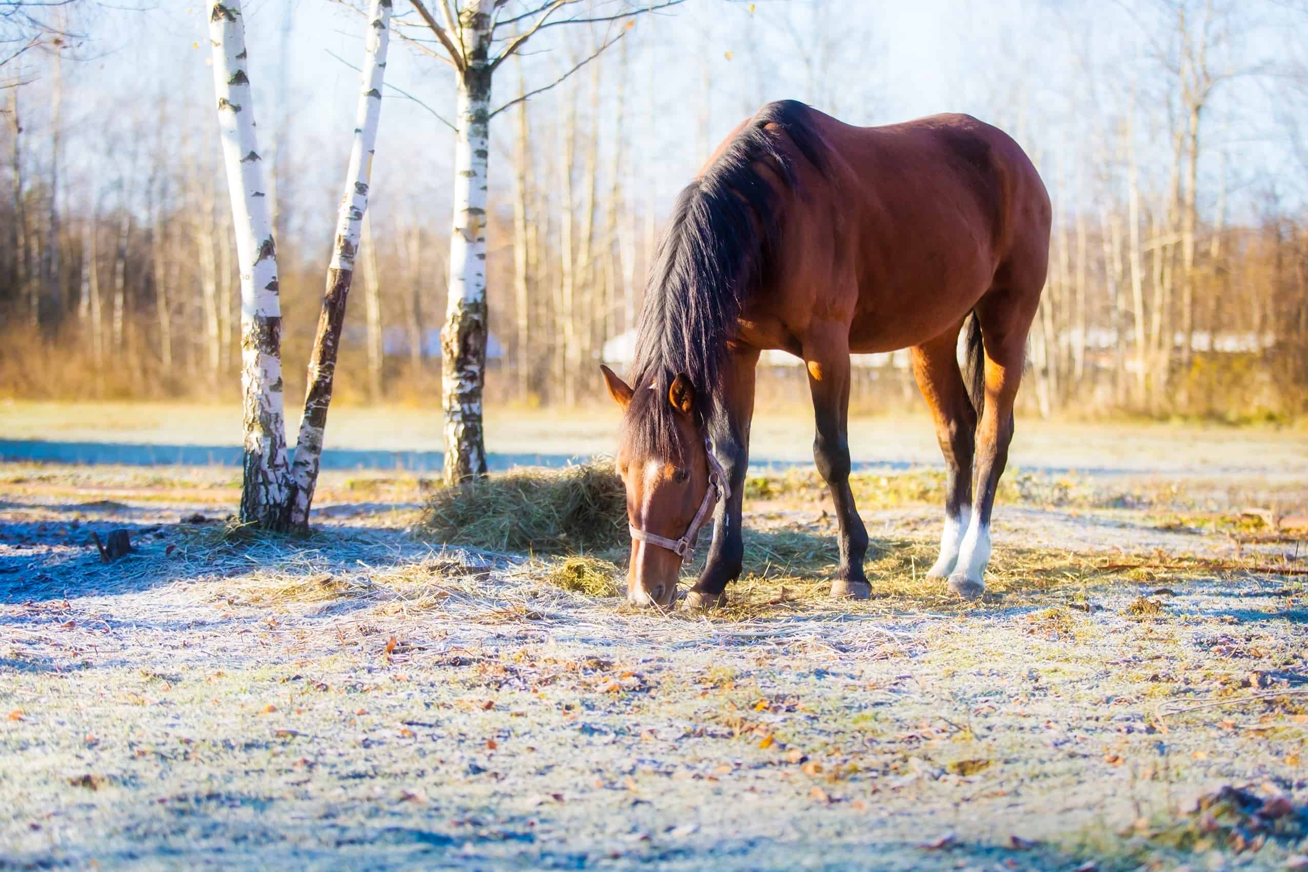 3 tips for the transition from meadow to stable. - HorseFlex