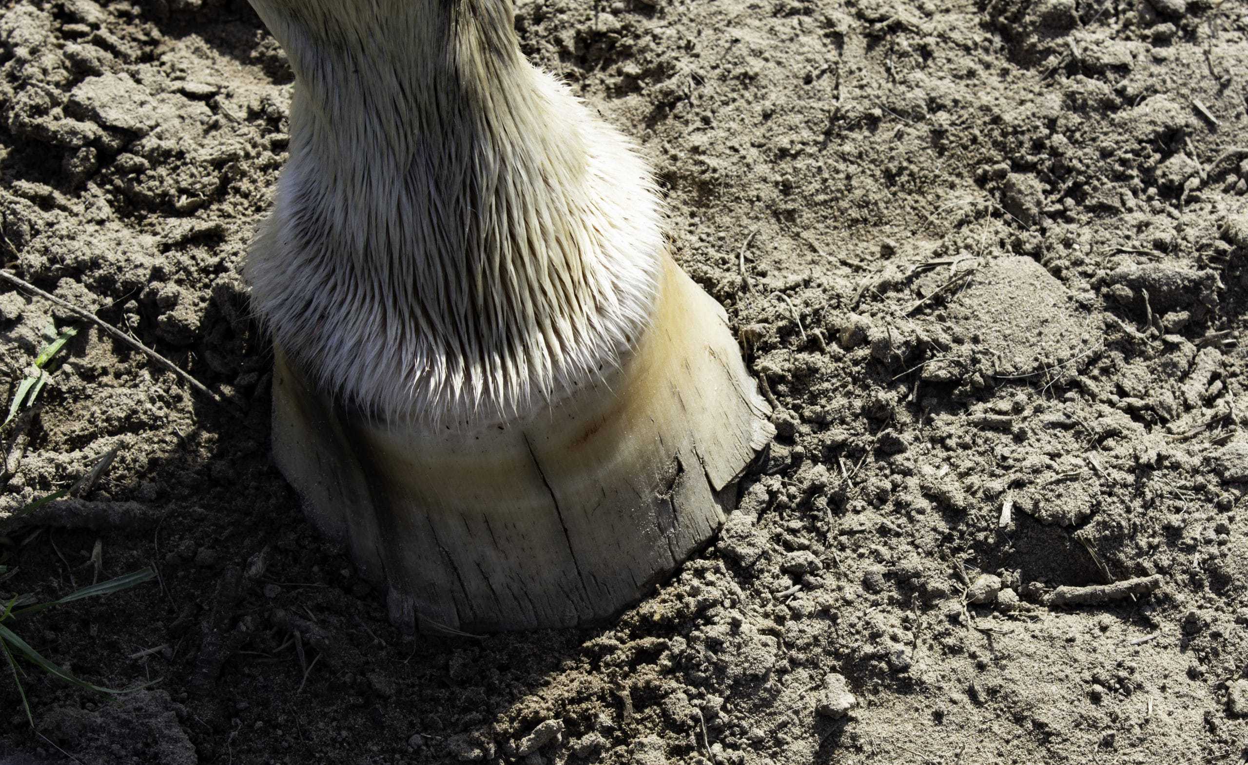Hoof problems in horses - HorseFlex - Problems and solutions!
