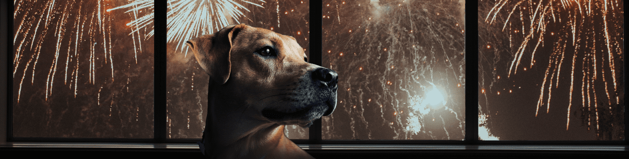 Fear of fireworks in dogs | Tips against stress from fireworks - HorseFlex