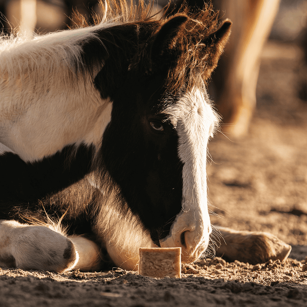 PIPPA Honey & Propolis shampoo barfor horses%pagesepsitename%%%